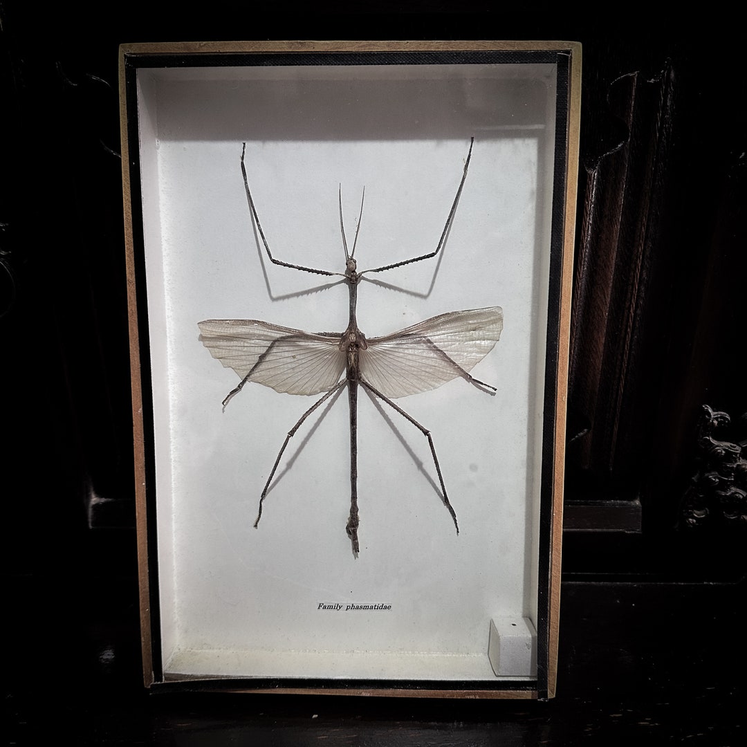 Antique Taxidermy Stick Insect in Wooden Picture Frame Mounted Insect ...