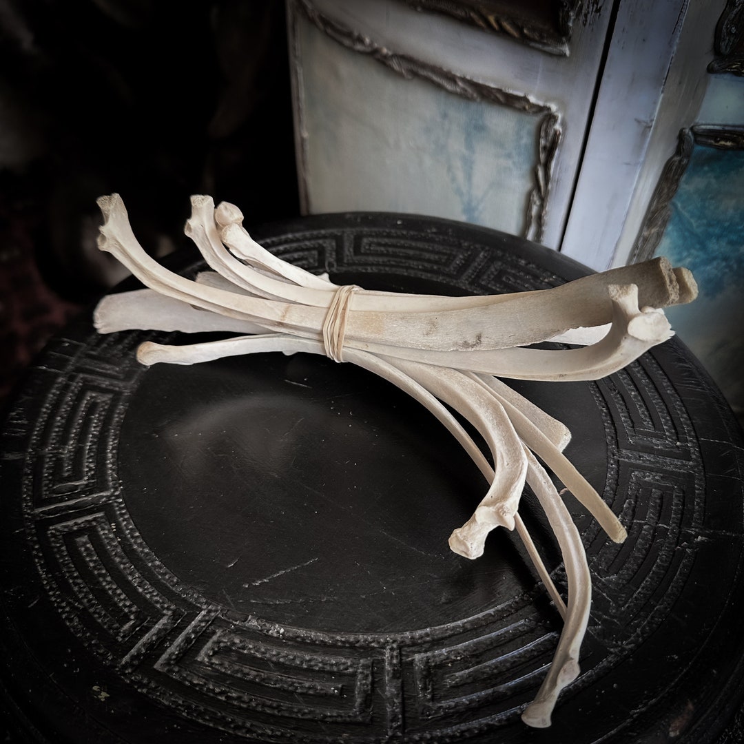 Sheep Taxidermy Rib Bone Bundle Craft Bones Animal Bones Bone Bone and ...