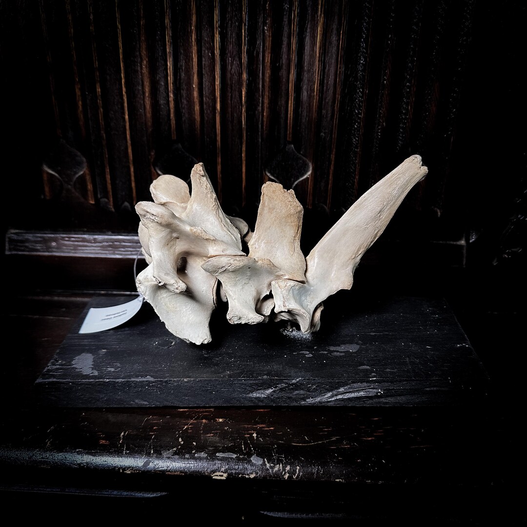 Fallow Deer Vertebrae on Mount Craft Bones Animal Bones Wall Hanging ...