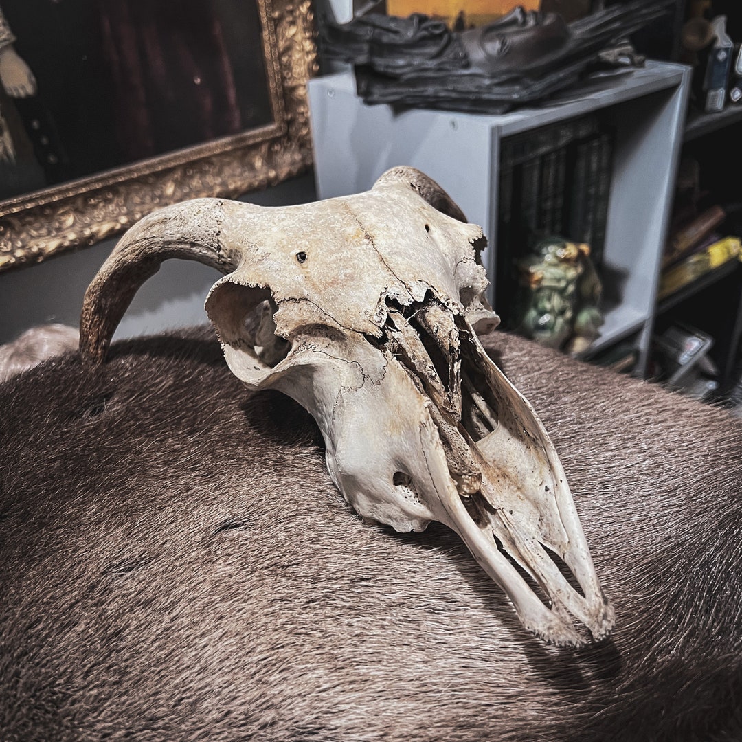 Sheep Skull Taxidermy Skull Real Skull Animal Skull - Etsy