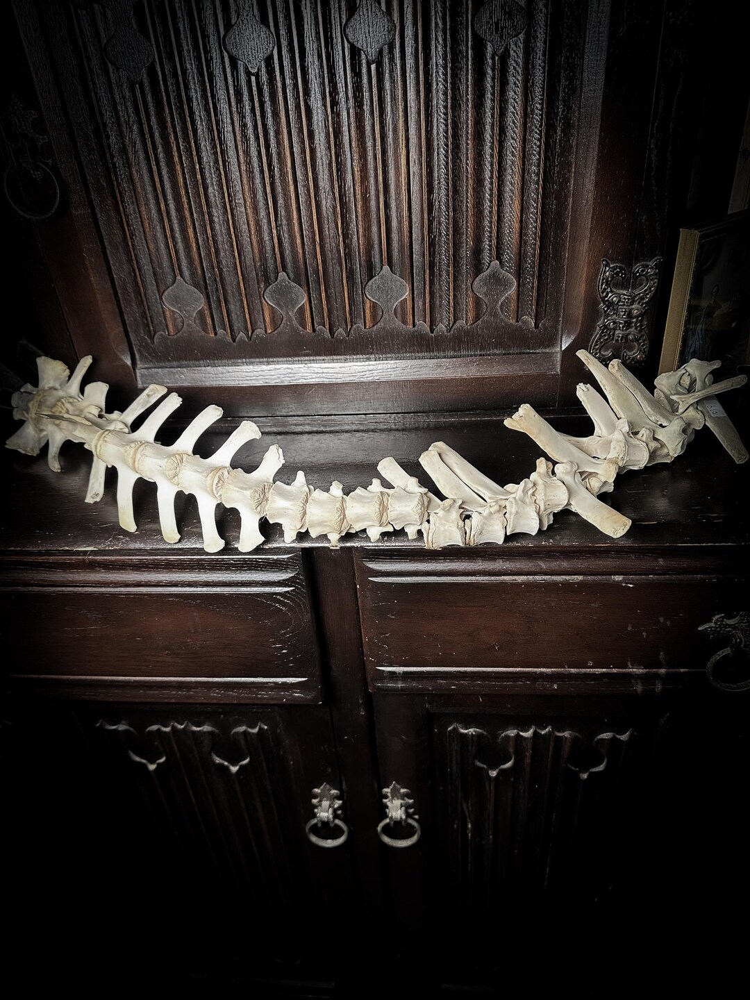 A Real Whole Articulated Ram Spine Wall Hanging Bones Bone Animal Spine ...