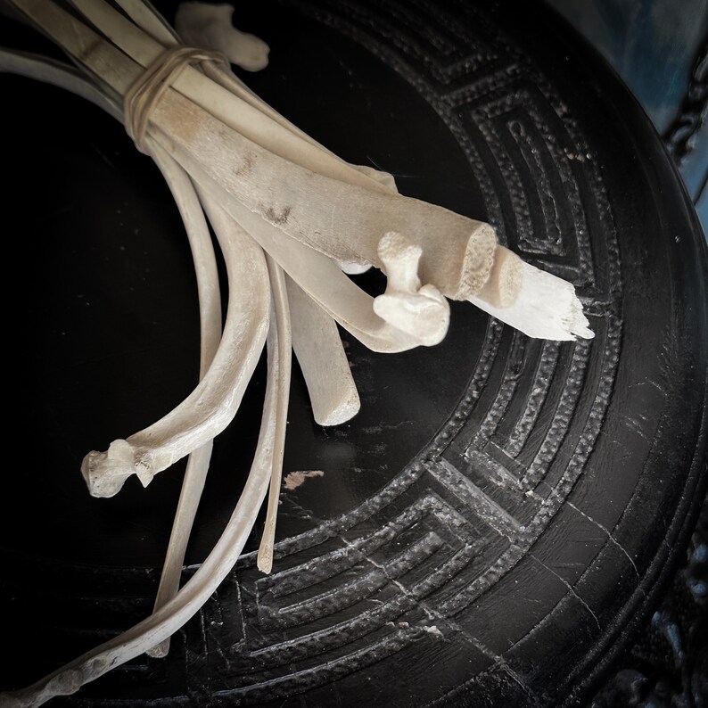 Sheep Taxidermy Rib Bone Bundle Craft Bones Animal Bones Bone Bone and ...