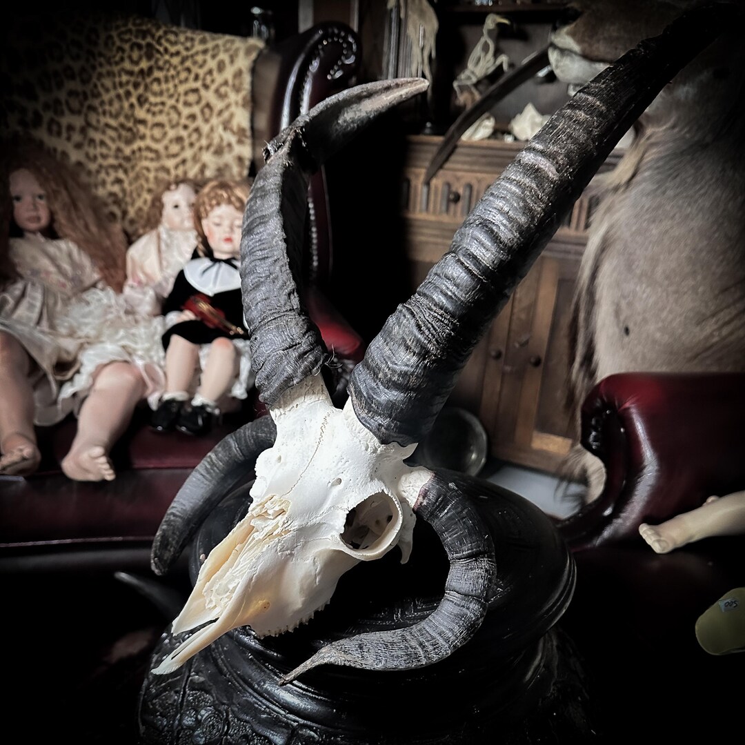 Large Jacob Skull Taxidermy Skull Real Skull Animal Skull Skull Ram ...