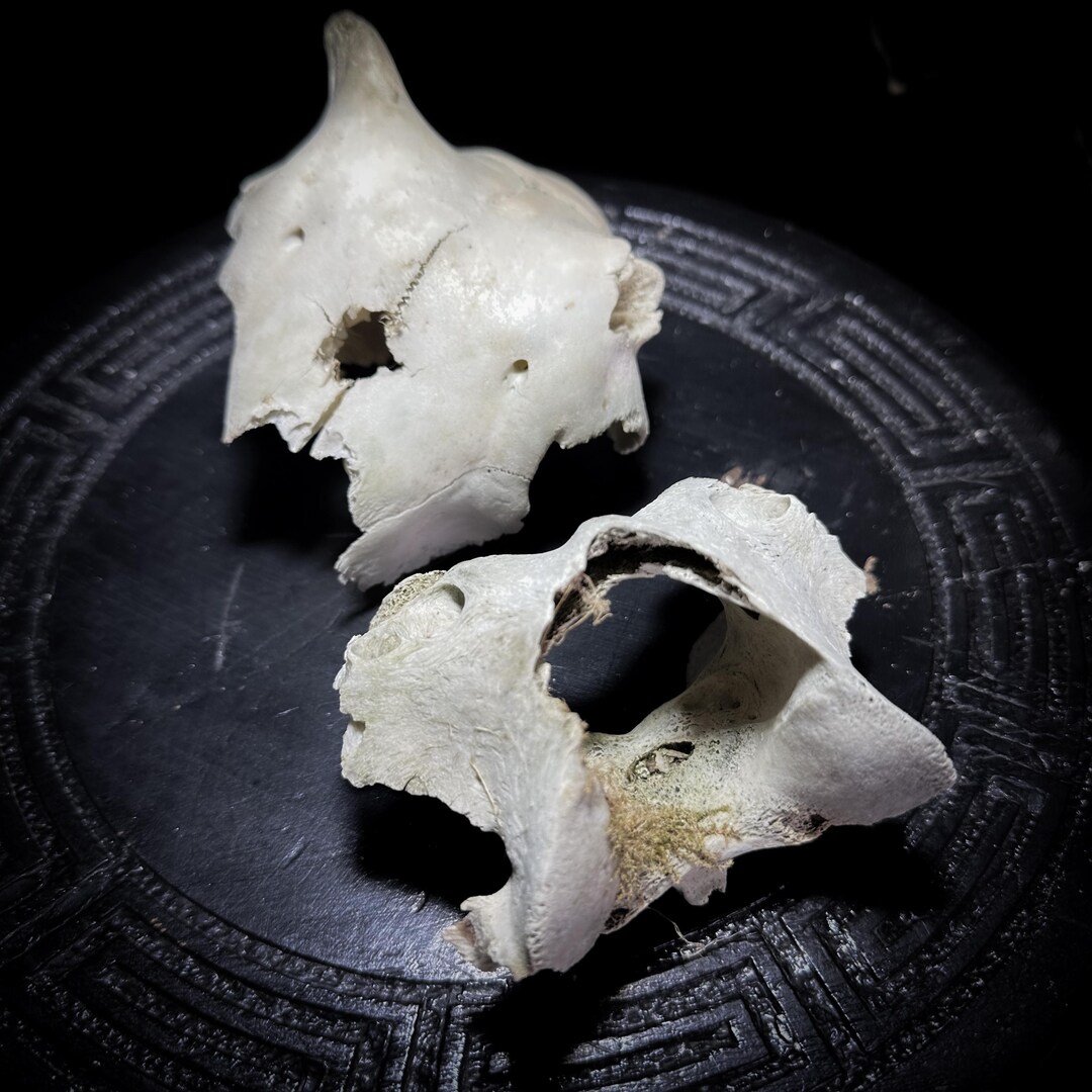 X2 Craft Bones, Sheep Skull Cap and Pelvis Craft Bones Animal Bones ...
