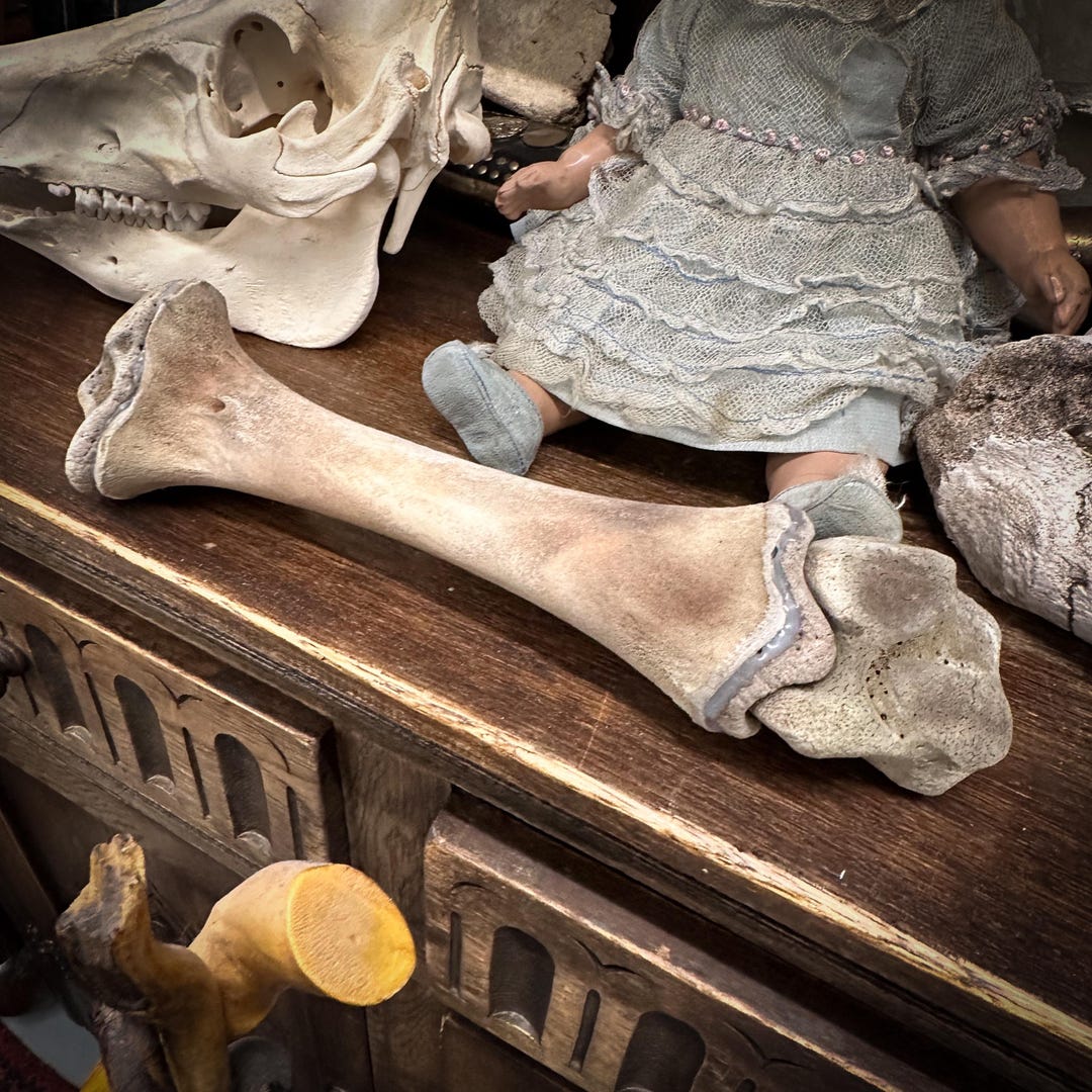 Real Horse Leg Bone Taxidermy Bones Articulated Bones Odddities Oddity ...