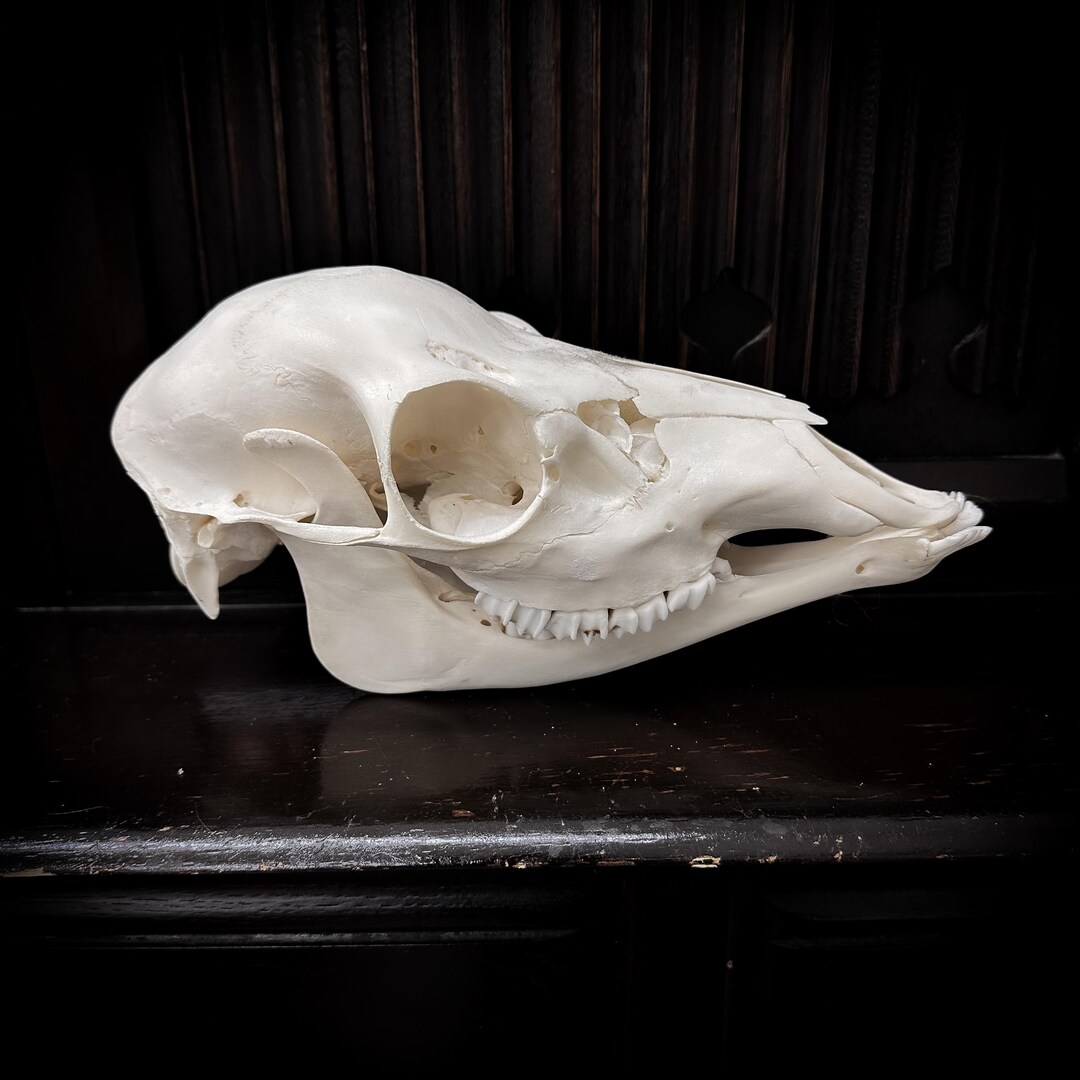 Red Deer Doe Skull Taxidemy Bones Skulls Deer Skull Preserved Skull ...
