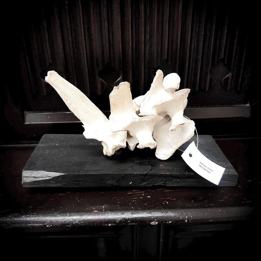 Fallow Deer Vertebrae on Mount | Craft Bones | Animal Bones | Wall ...