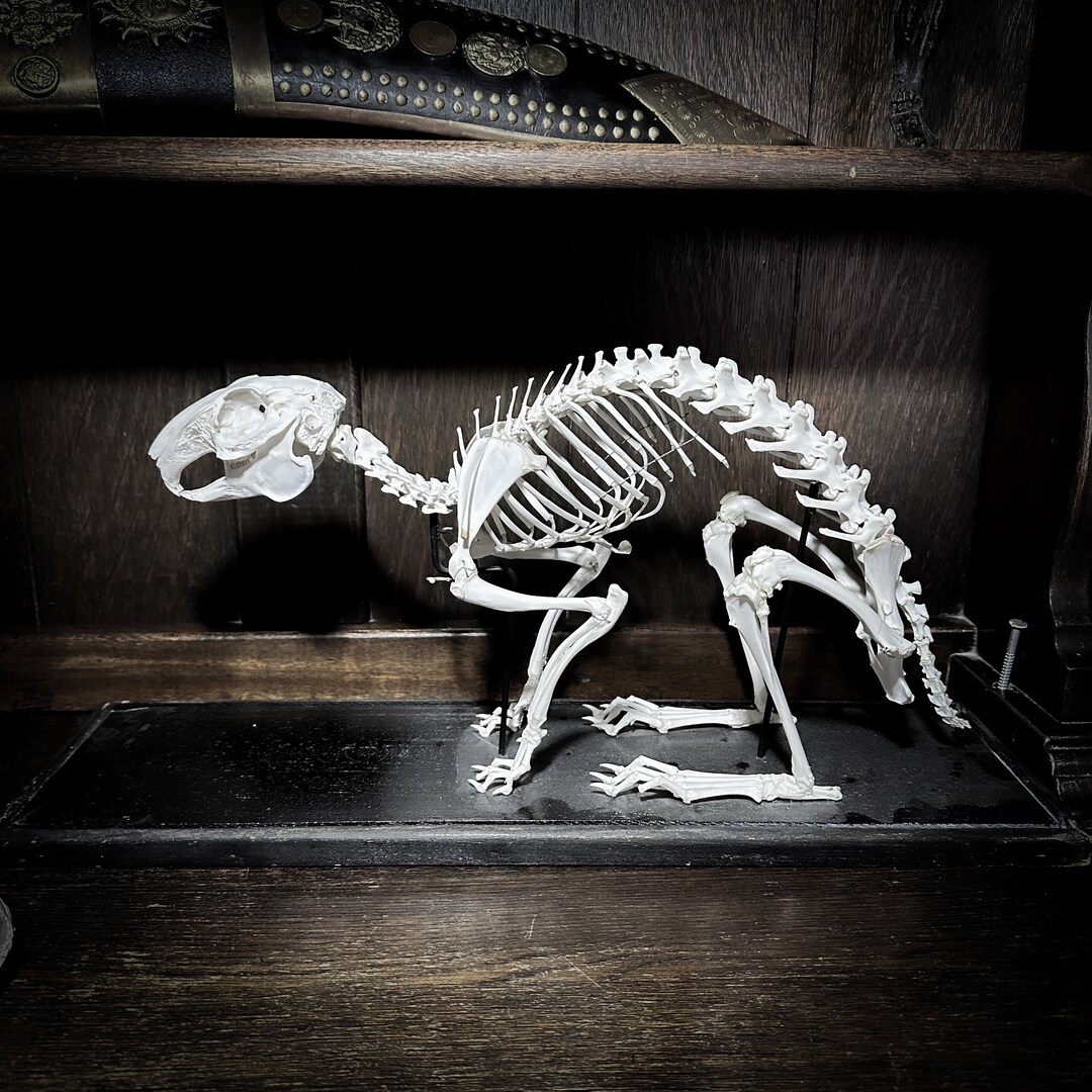 Rare Taxidermy Biology Mounted Rabbit Skeleton on Stand Animal Skull ...