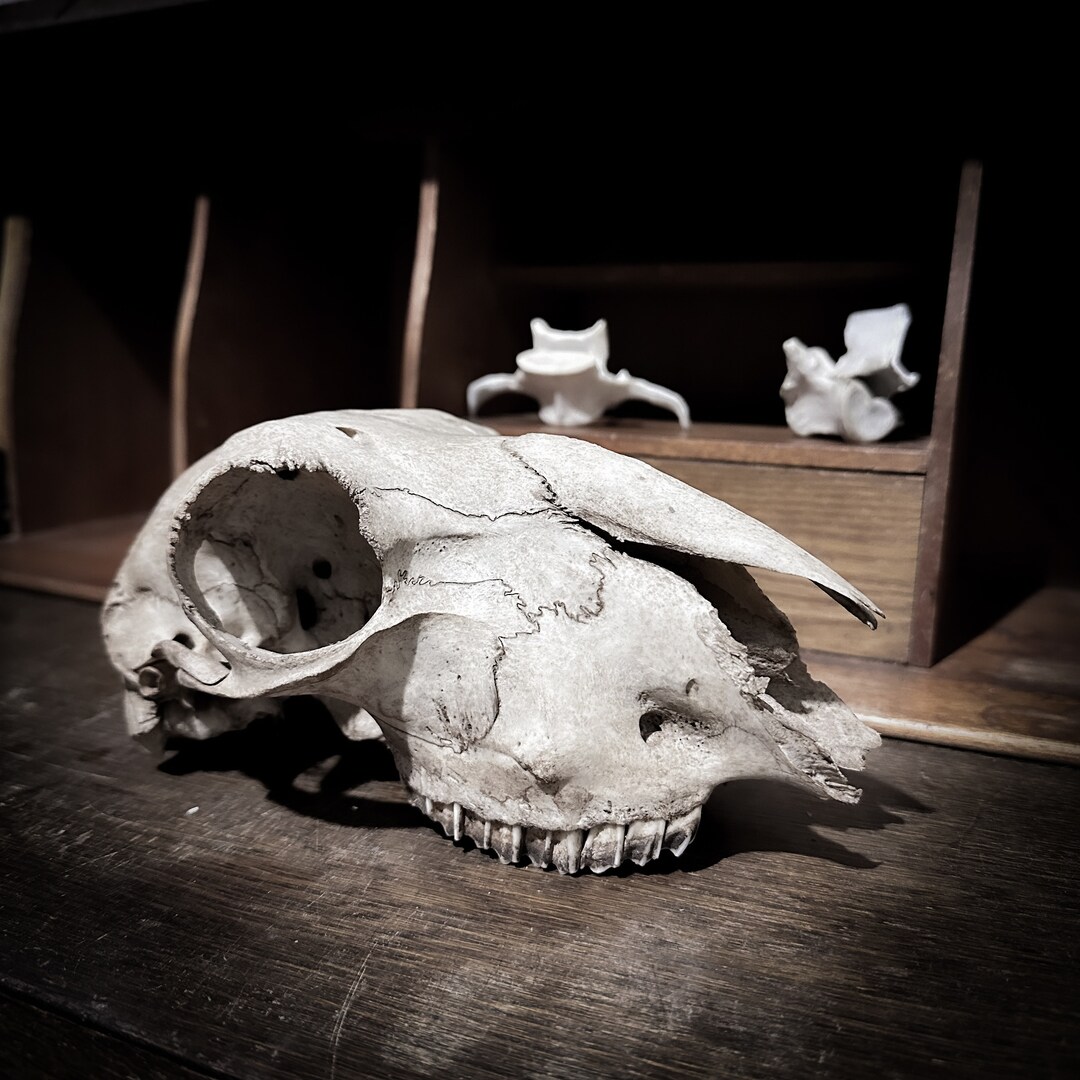 Sheep Skull Taxidermy Skull Real Skull Animal Skull Bleached Skull Ram ...