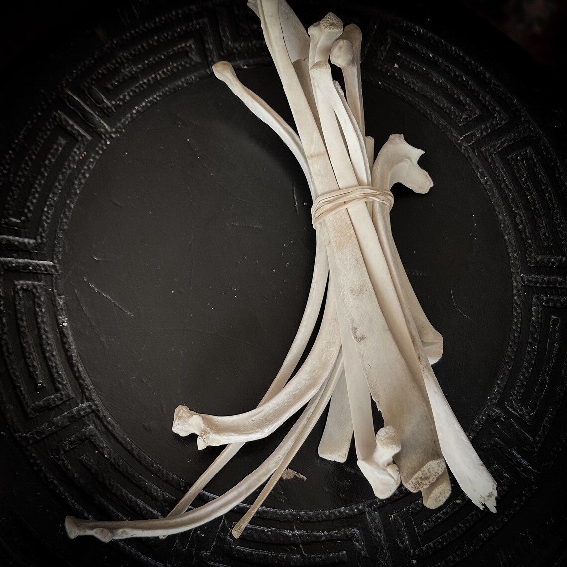 Sheep Taxidermy Rib Bone Bundle Craft Bones Animal Bones Bone Bone and ...