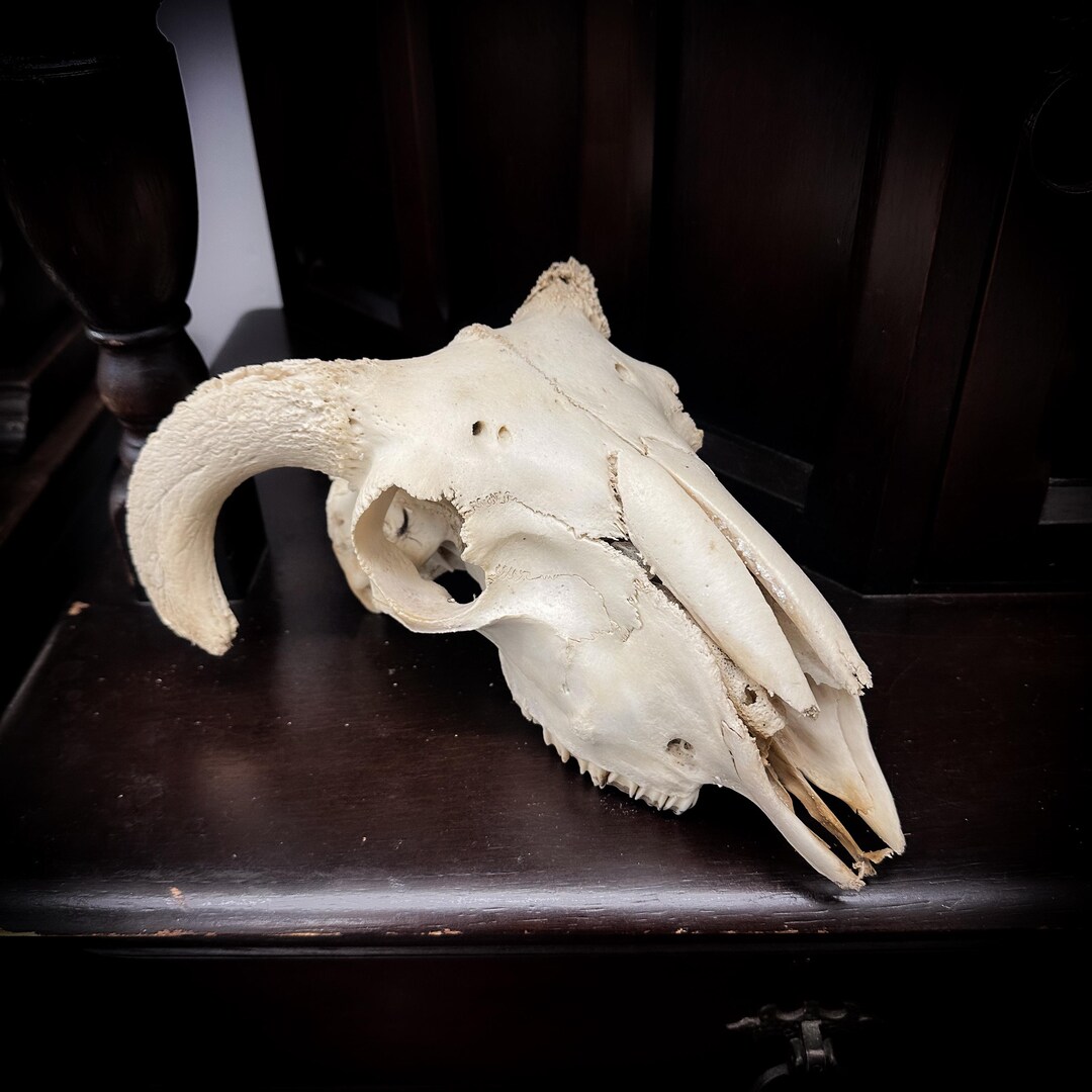 Sheep Skull Taxidermy Skulls Bones Real Skull Ram Skull Horn Ram Horns ...