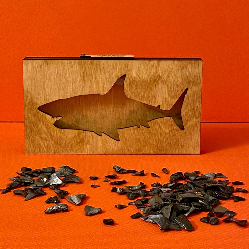Shark Tooth Display - Etsy