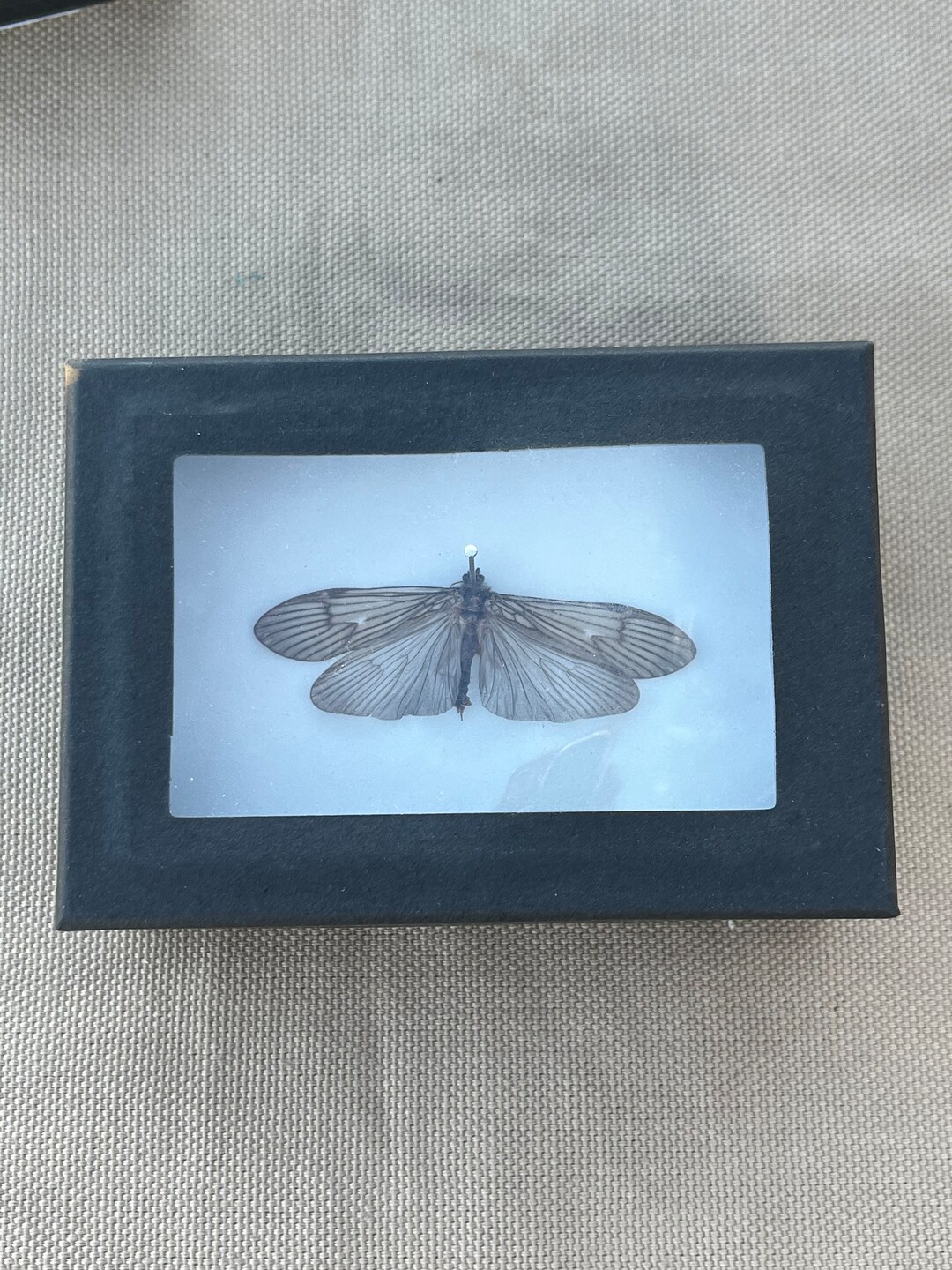 Real Insect Specimen Collection Spiders, Mantis, Locus, Moths and ...