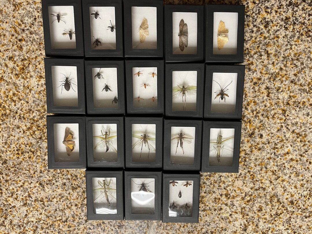 Real Insect Specimen Collection Spiders Mantis Locus Moths - Etsy