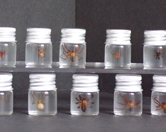 Real Insect Specimen Collection Spiders Wet Preservation - Etsy
