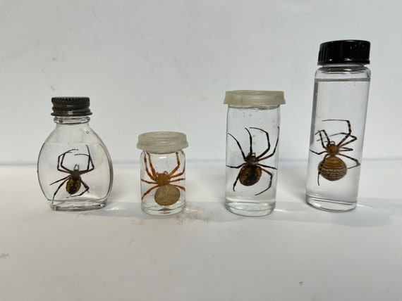 Real Insect Specimen Collection Spiders Wet Preservation - Etsy