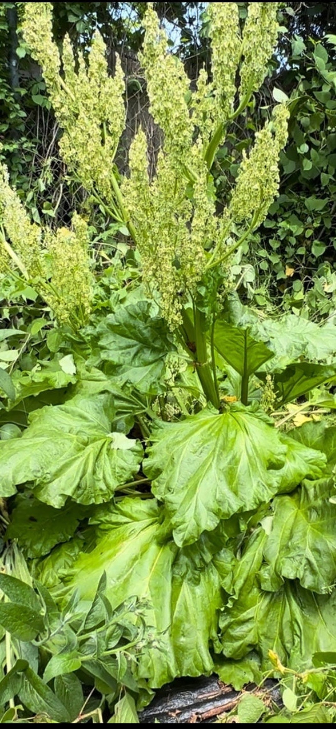 Rhubarb Seeds (giant Variety) - Etsy