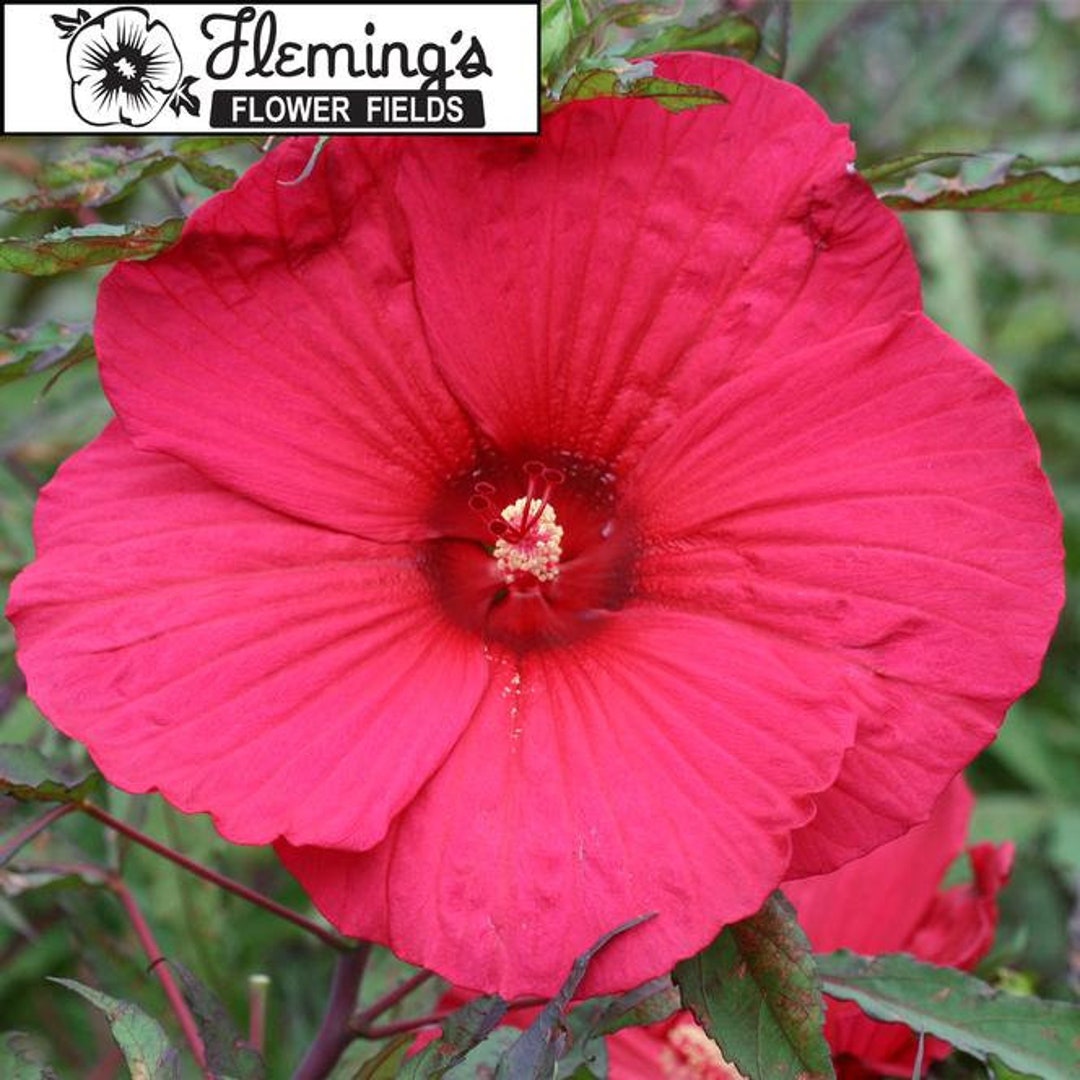 Hardy Hibiscus "fireball" 15 Seeds Free Shipping. - Etsy