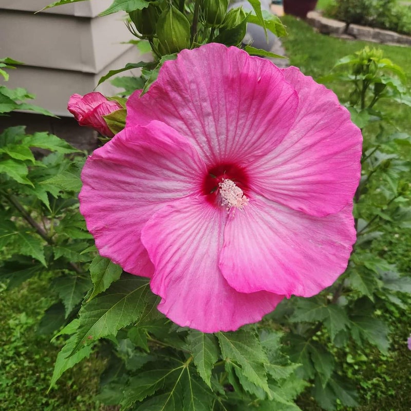 Seeds for Hardy Hibiscus - Etsy