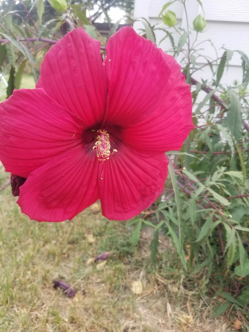 Hardy Hibiscus "fireball" 15 Seeds Free Shipping. - Etsy