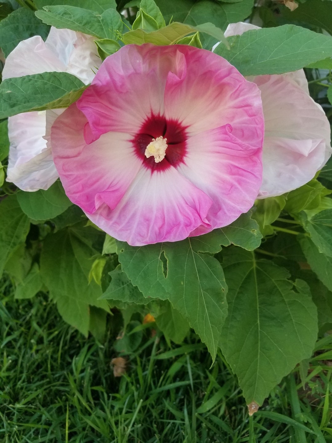 Mystery Hardy Hibiscus. 15 Seeds Limit 2 per Customer. Free Shipping ...