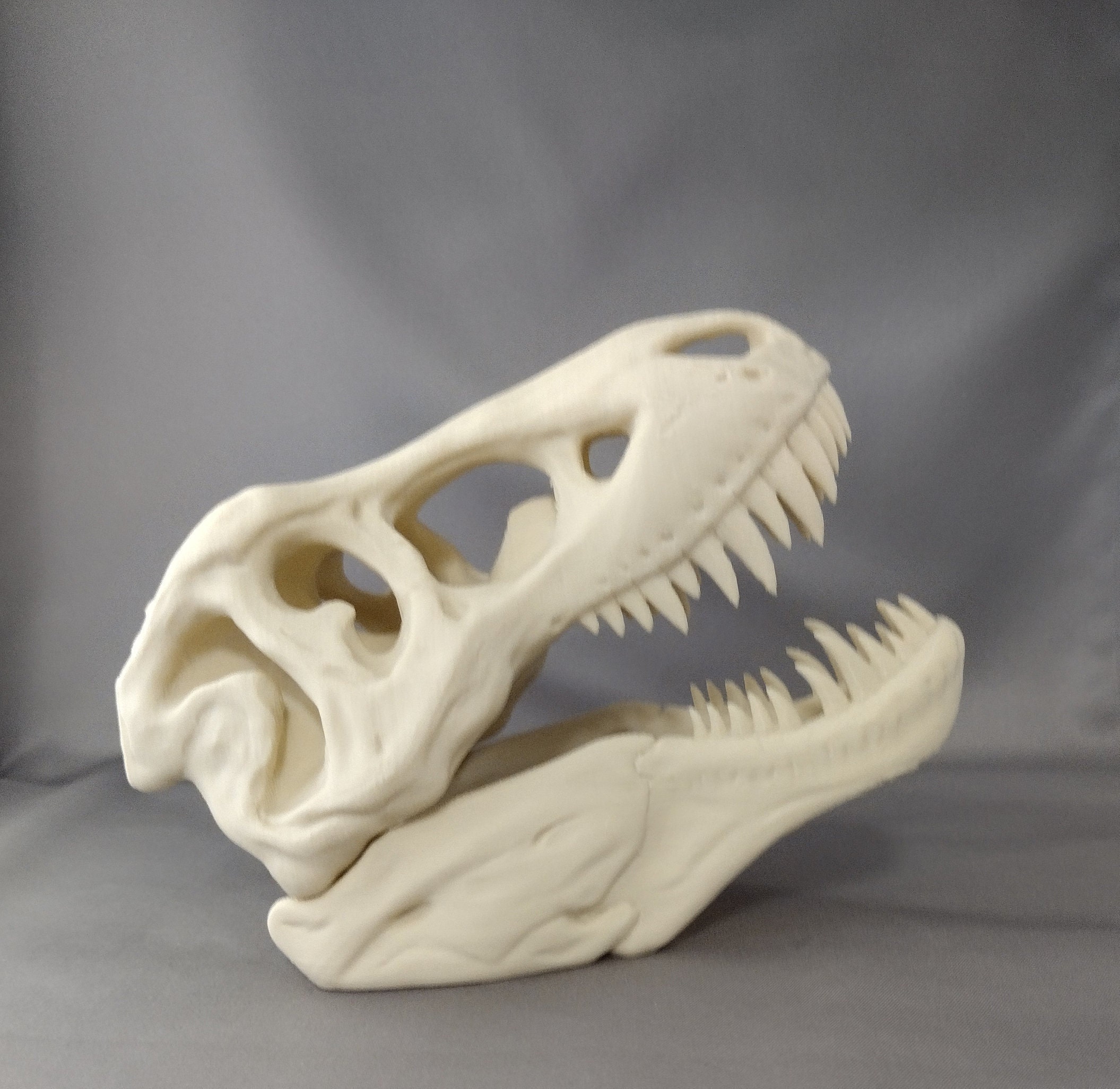 Tyrannosaurus Rex Skull, Replica T-rex Skull Free Shipping - Etsy