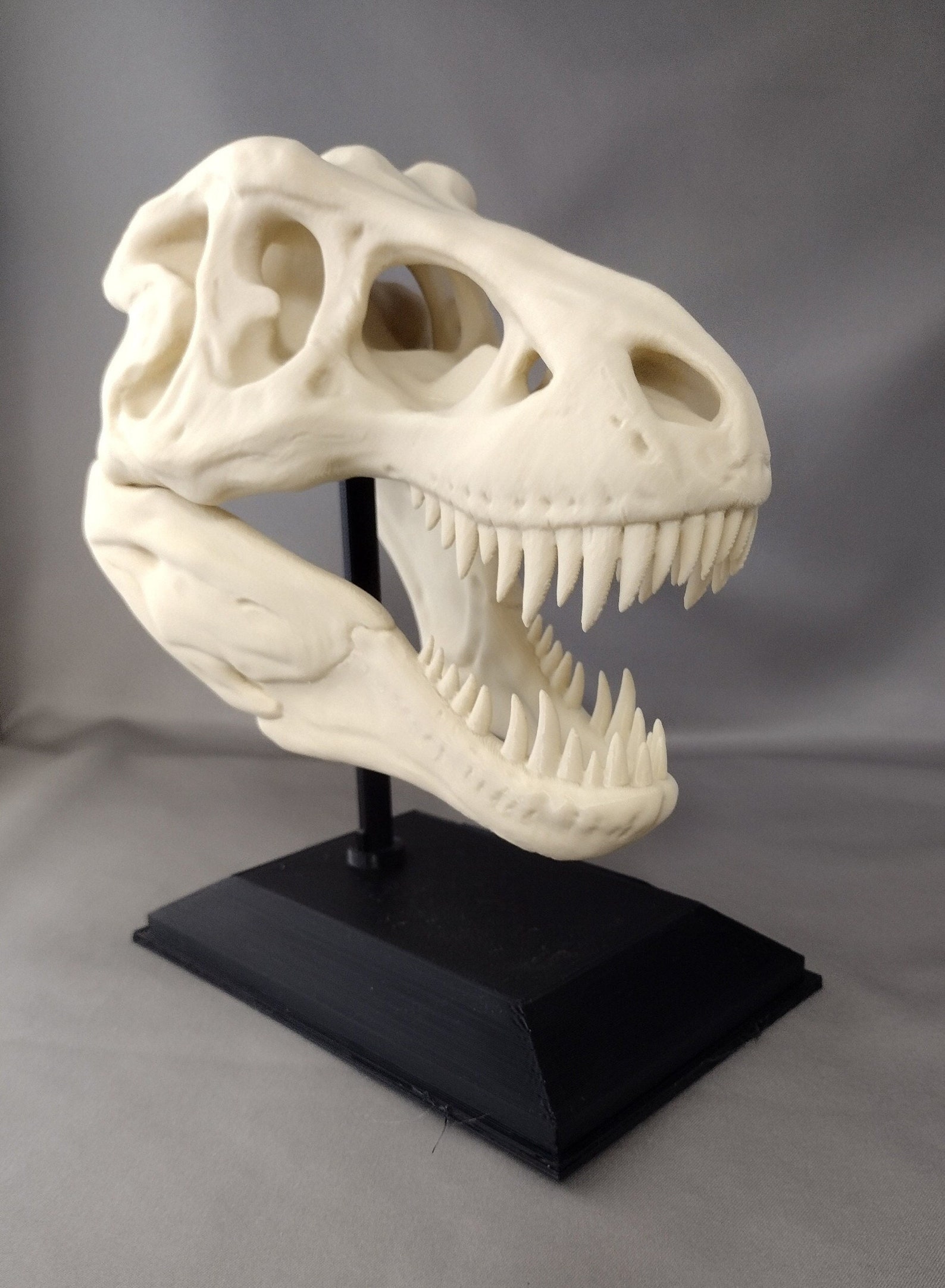 Tyrannosaurus Rex Skull,with Stand Replica T-rex Skull Free Shipping - Etsy