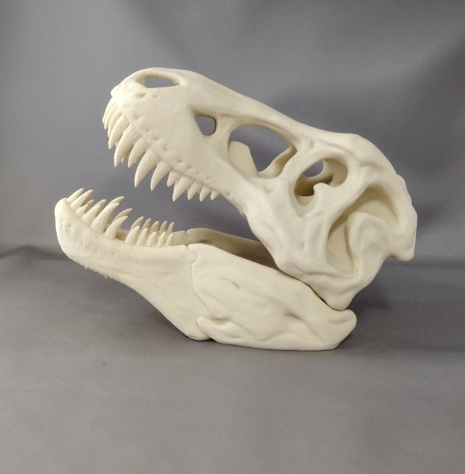 Tyrannosaurus Rex Skull, Replica T-rex Skull Free Shipping - Etsy
