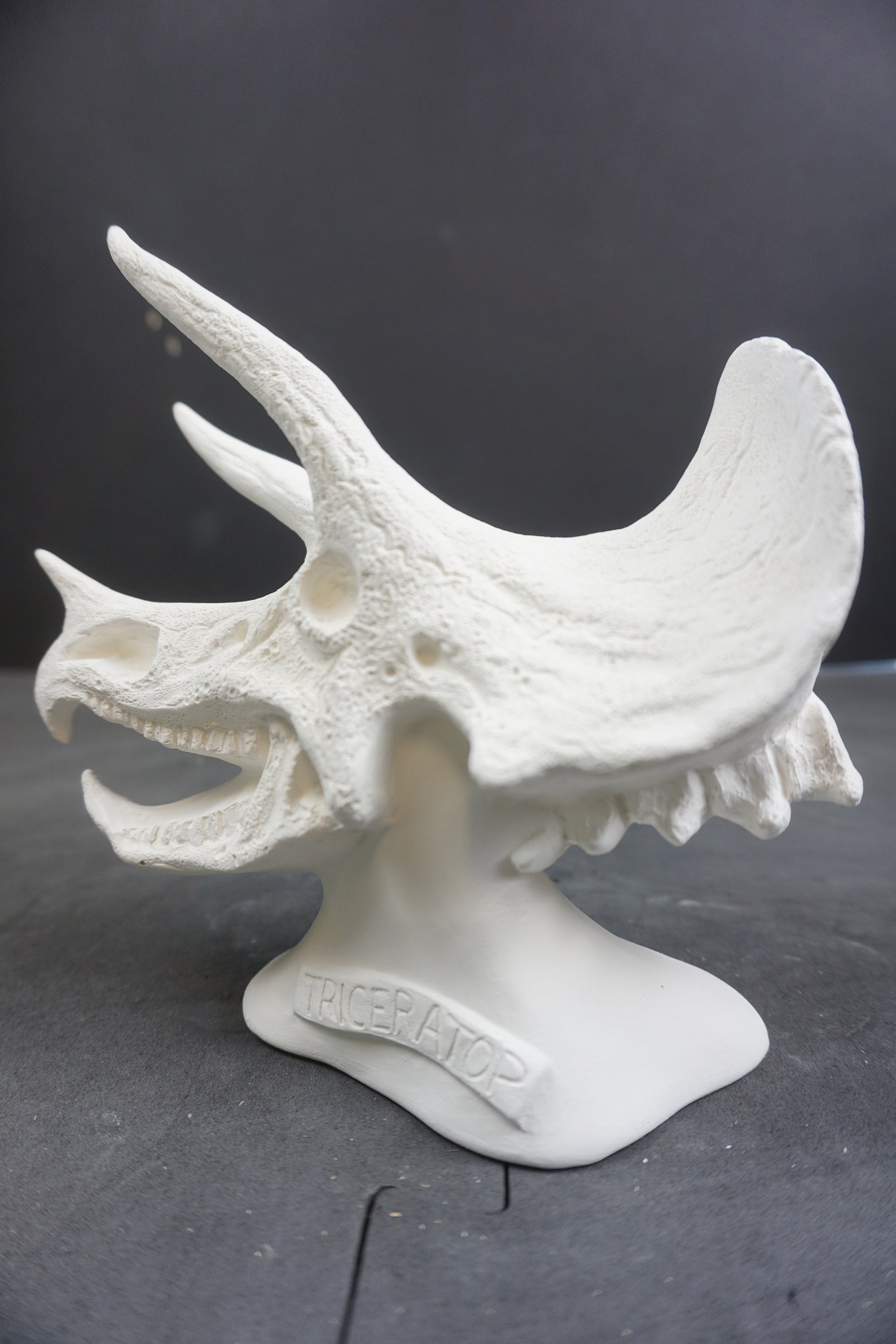 Unpainted Ceramic Bisque, Triceratops Skull - Etsy
