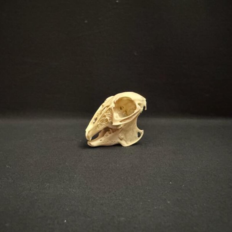 Real Animal Skull - Etsy