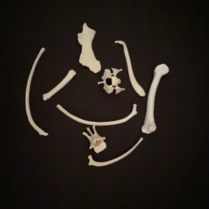 Real Small Animal Bone Set - Etsy