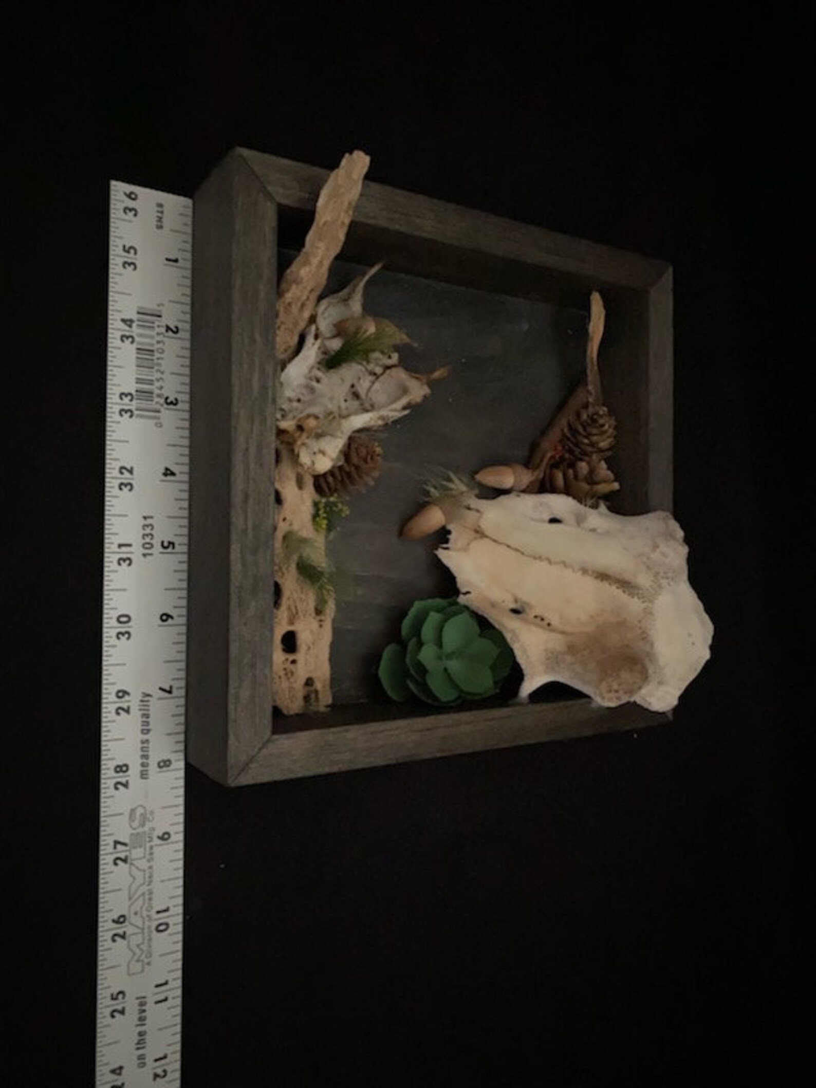 Real Oddity Shadow Box - Etsy