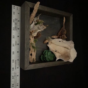 Real Oddity Shadow Box - Etsy
