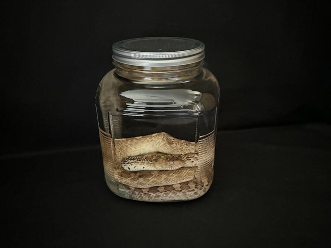 Real Old Bull Snake Wet Specimen - Etsy