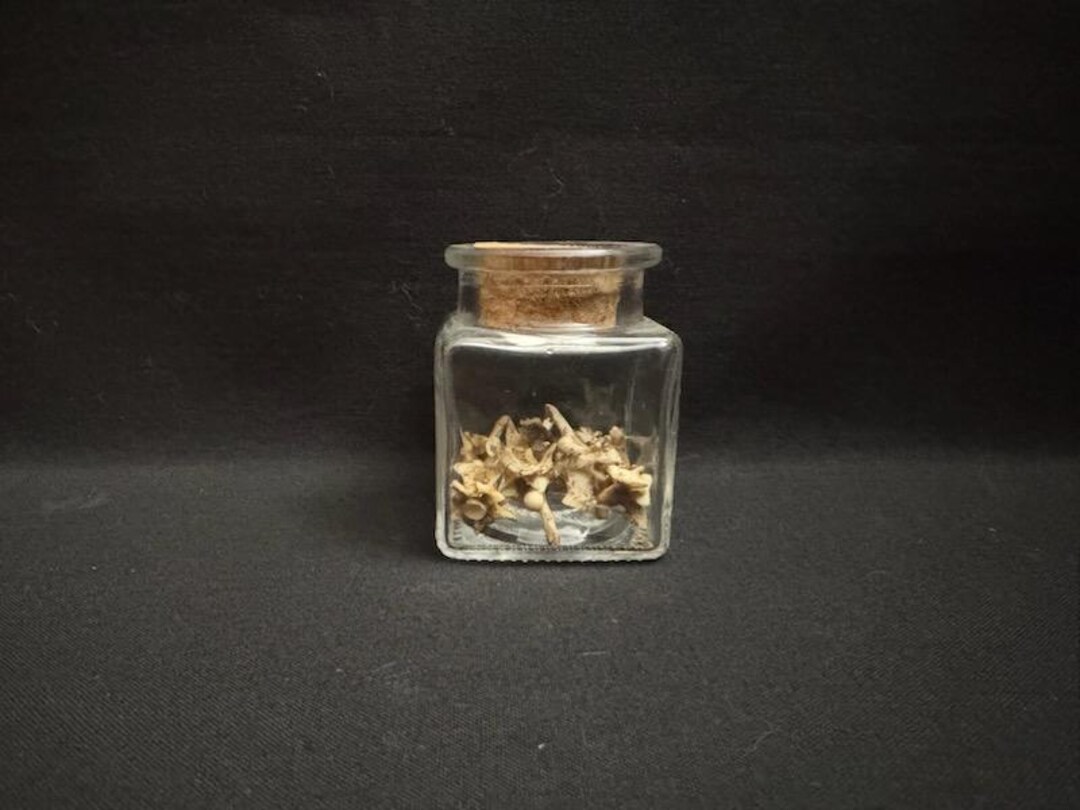 Real Snake Bones in Jar - Etsy