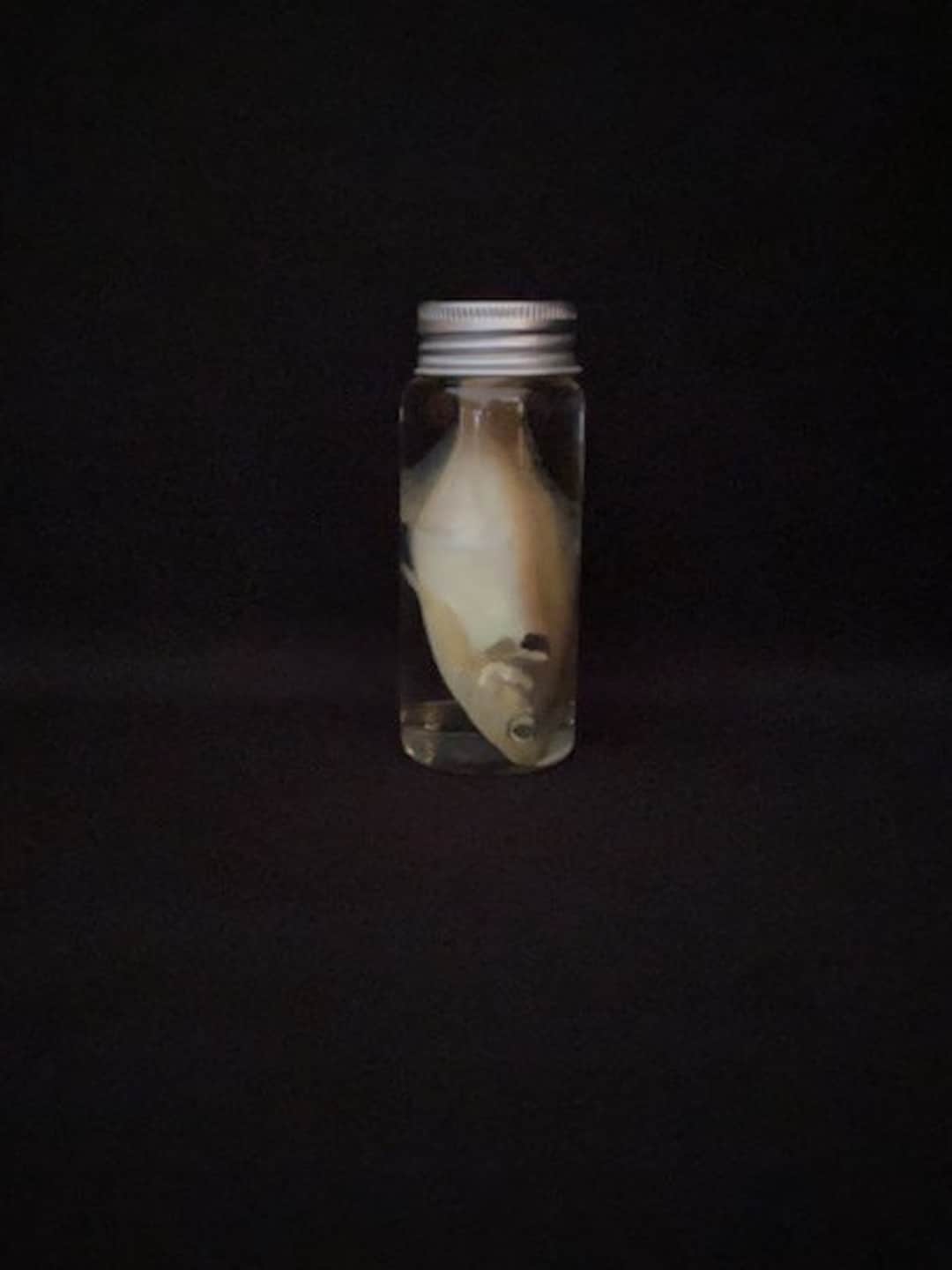 Real Wet Specimen Medium Fish - Etsy