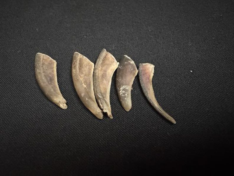 Real Unknown Animal Claws - Etsy