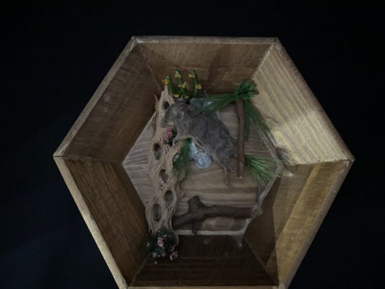Real Mummified Mouse Shadow Box - Etsy