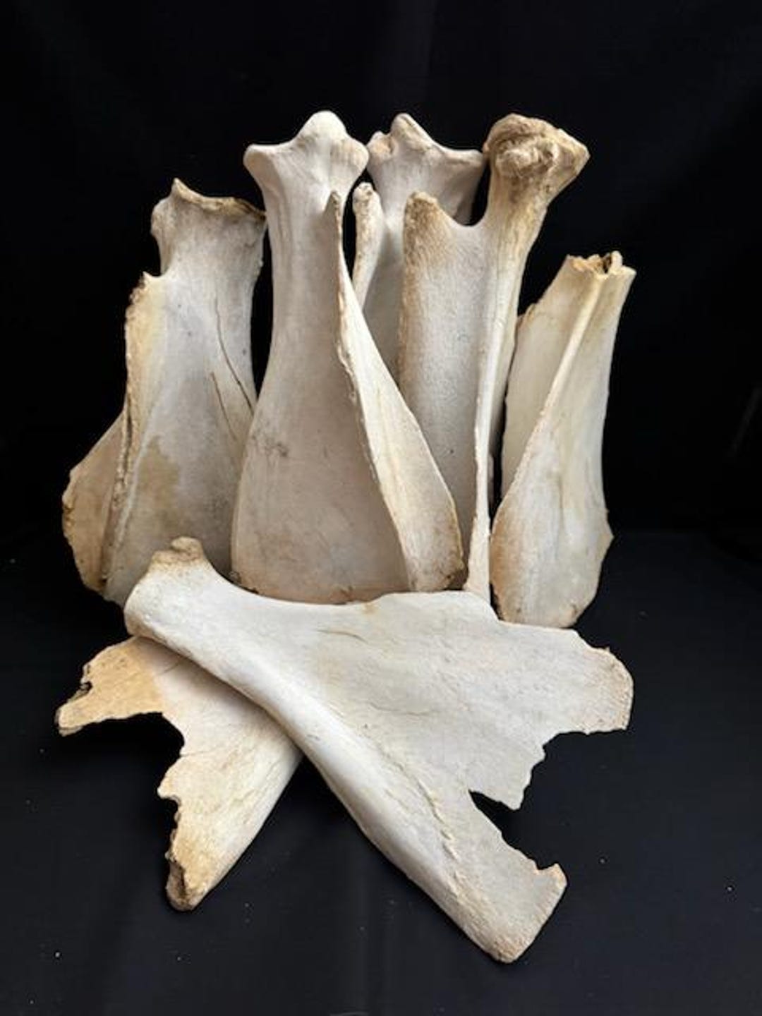 Real Cow Shoulder Blades - Etsy