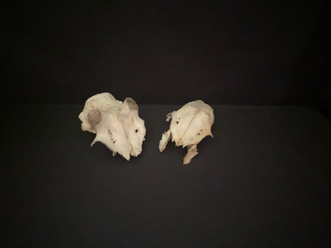 Real Set of 2 Skull Plates - Etsy