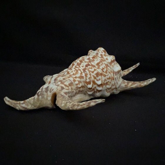 Real Sea Shell - Etsy