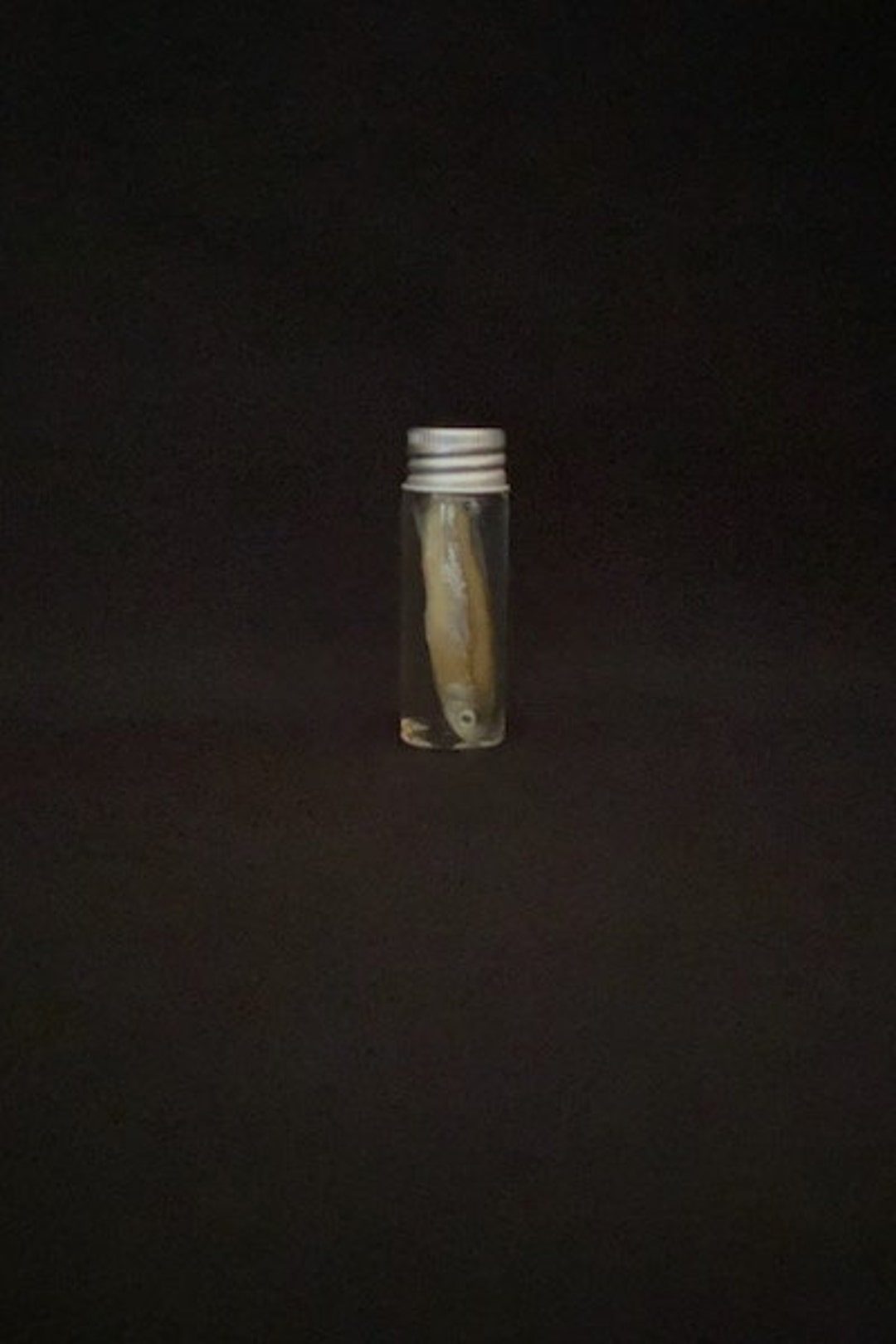 Real Wet Specimen Fish - Etsy