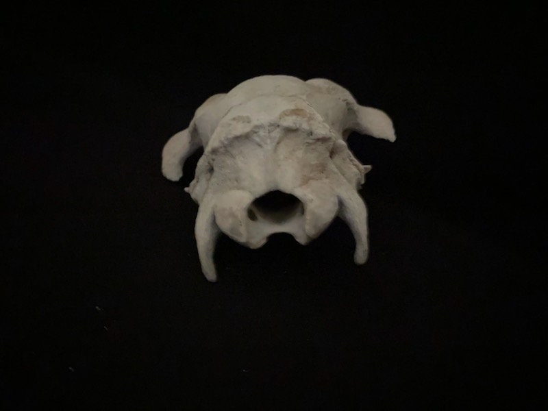 Real Skull Plate - Etsy