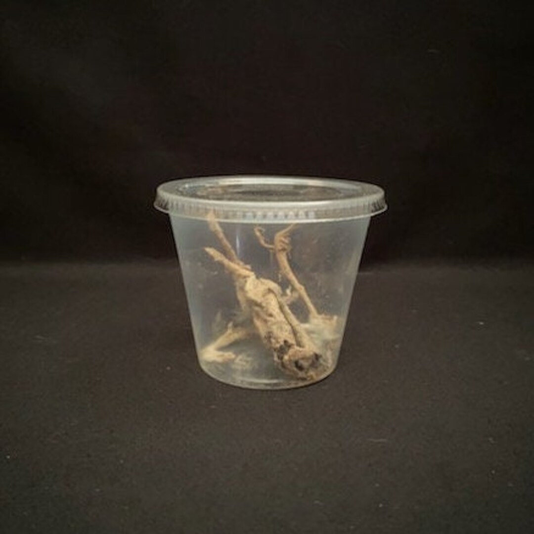 Real Dried Mouse Pieces - Etsy