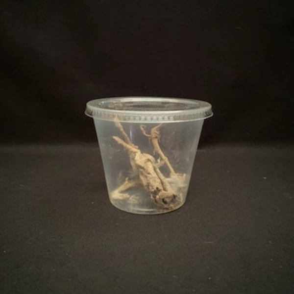 Taxidermy Mice - Etsy