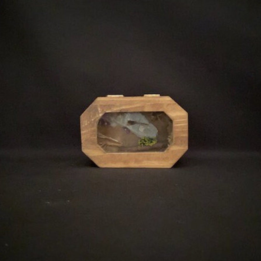 Real Bug Shadow Box - Etsy