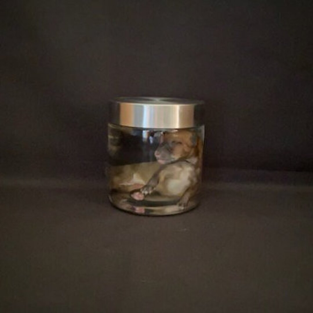 Real Still Born Puppy Wet Specimen - Etsy
