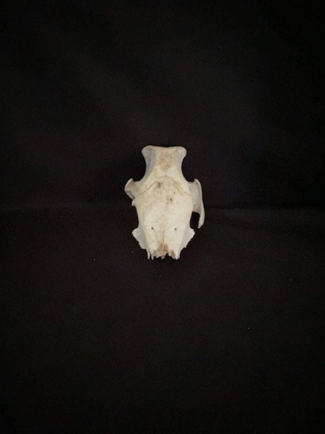 Real Half Hog Skull - Etsy