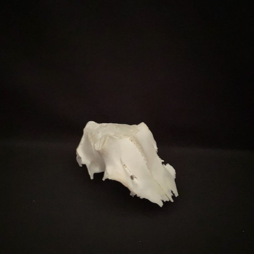 Real Texas Deer Skull Plate - Etsy