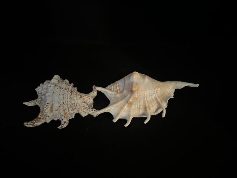 Real Set of 2 Shells - Etsy